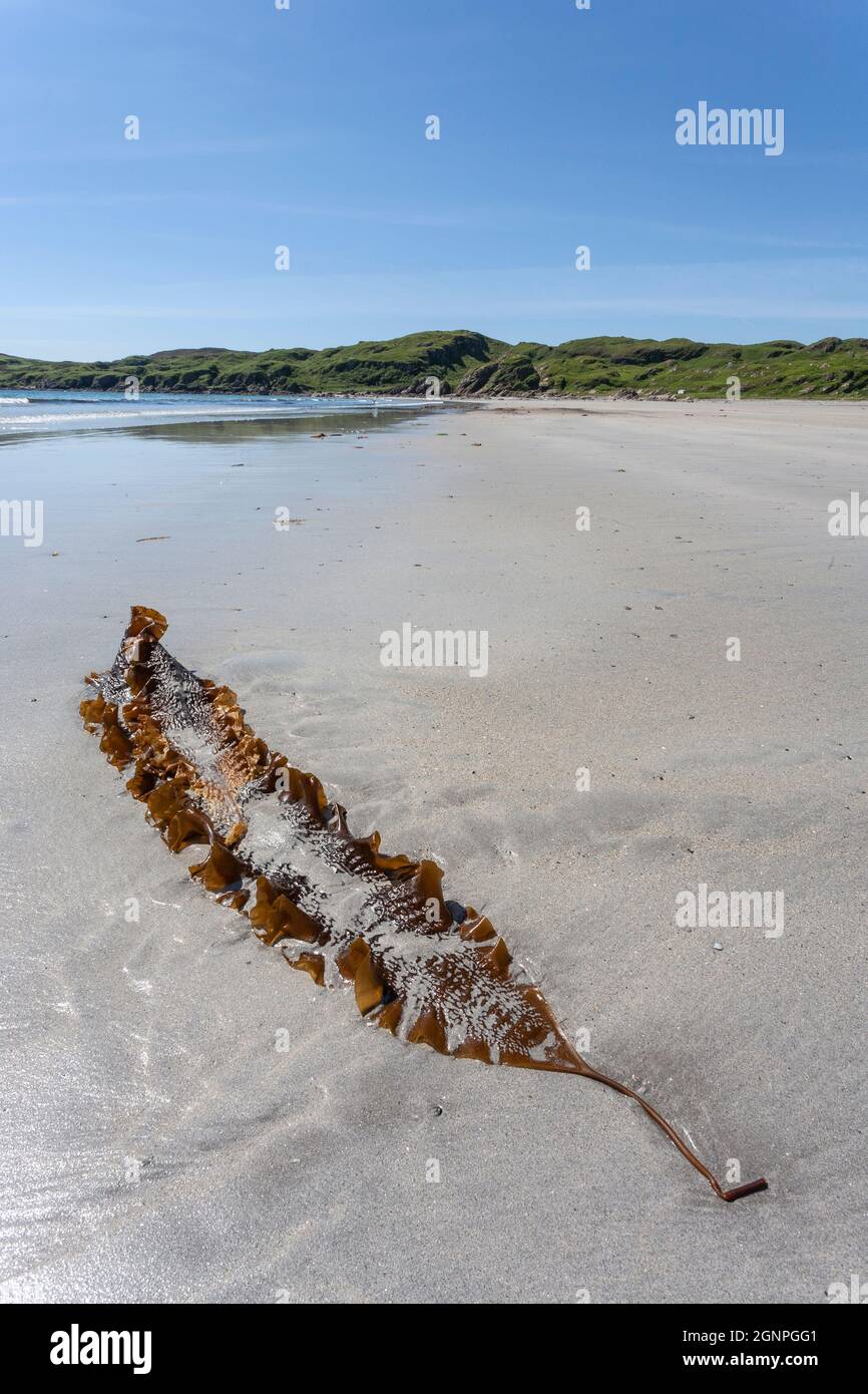 Seaweed on Ardalanish beach, Isle of Mull, Scotland, UK Stock Photo - Alamy
