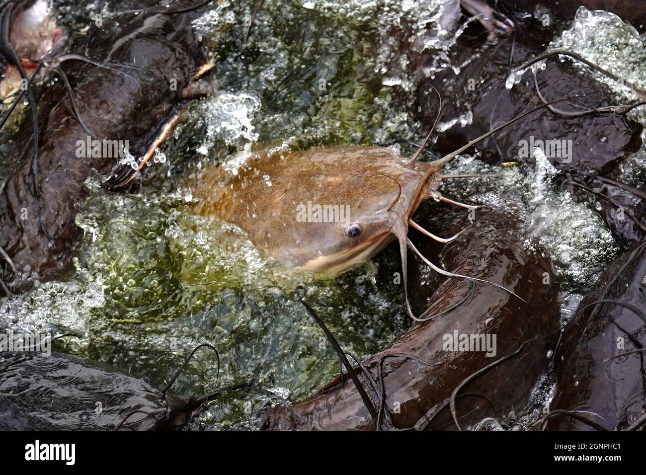 Catfish in Gundalao Lake as passers-by feed them in Kishangarh ...