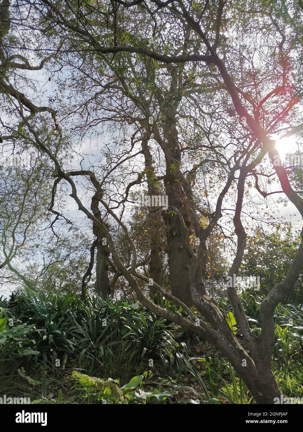 Tree in a forest under the sun light Stock Photo - Alamy