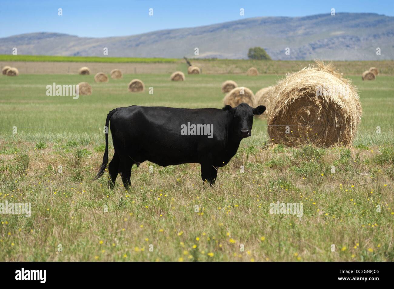 Black bale hi-res stock photography and images - Alamy