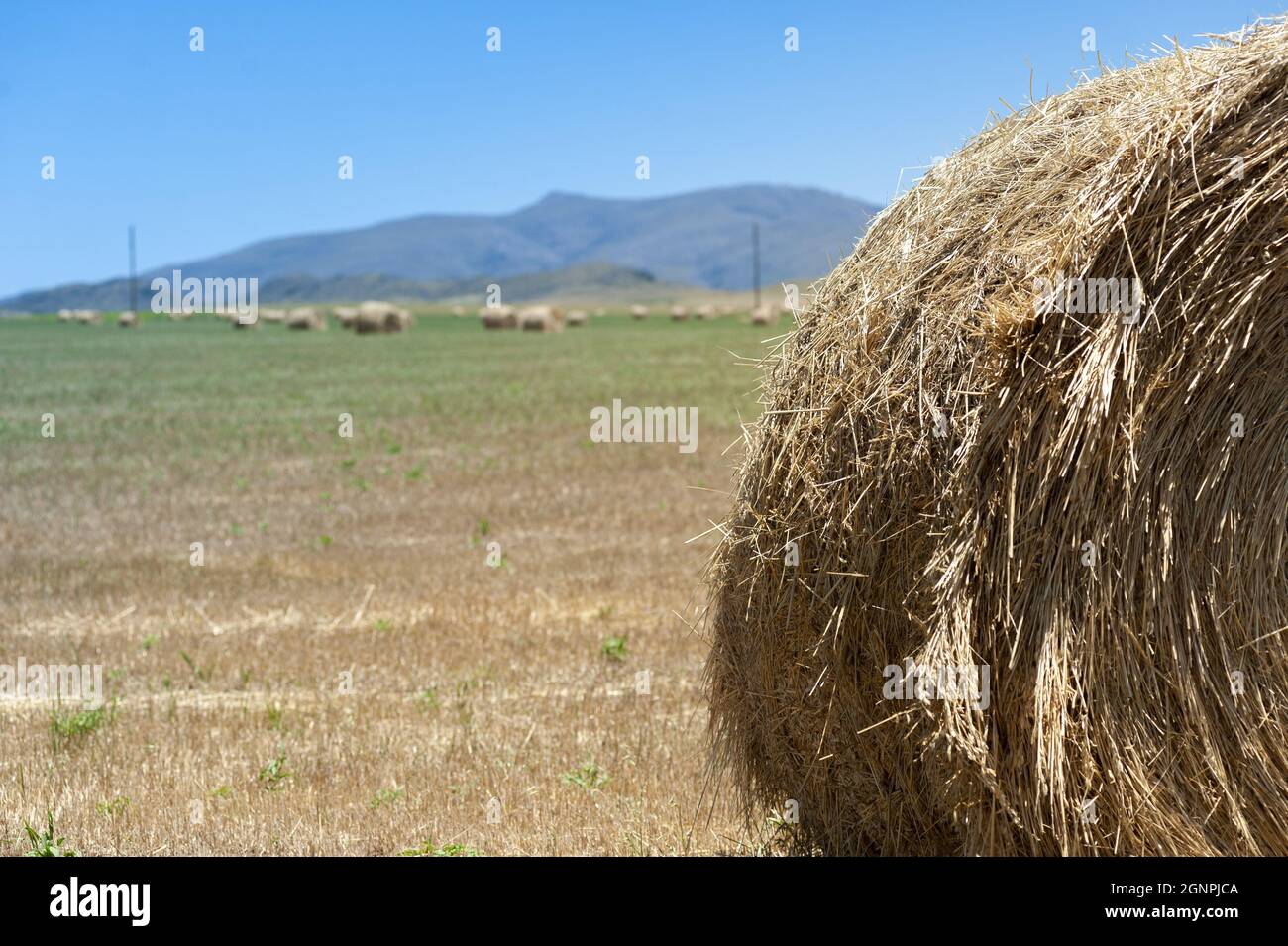 Round grass bales in the field Stock Photo - Alamy