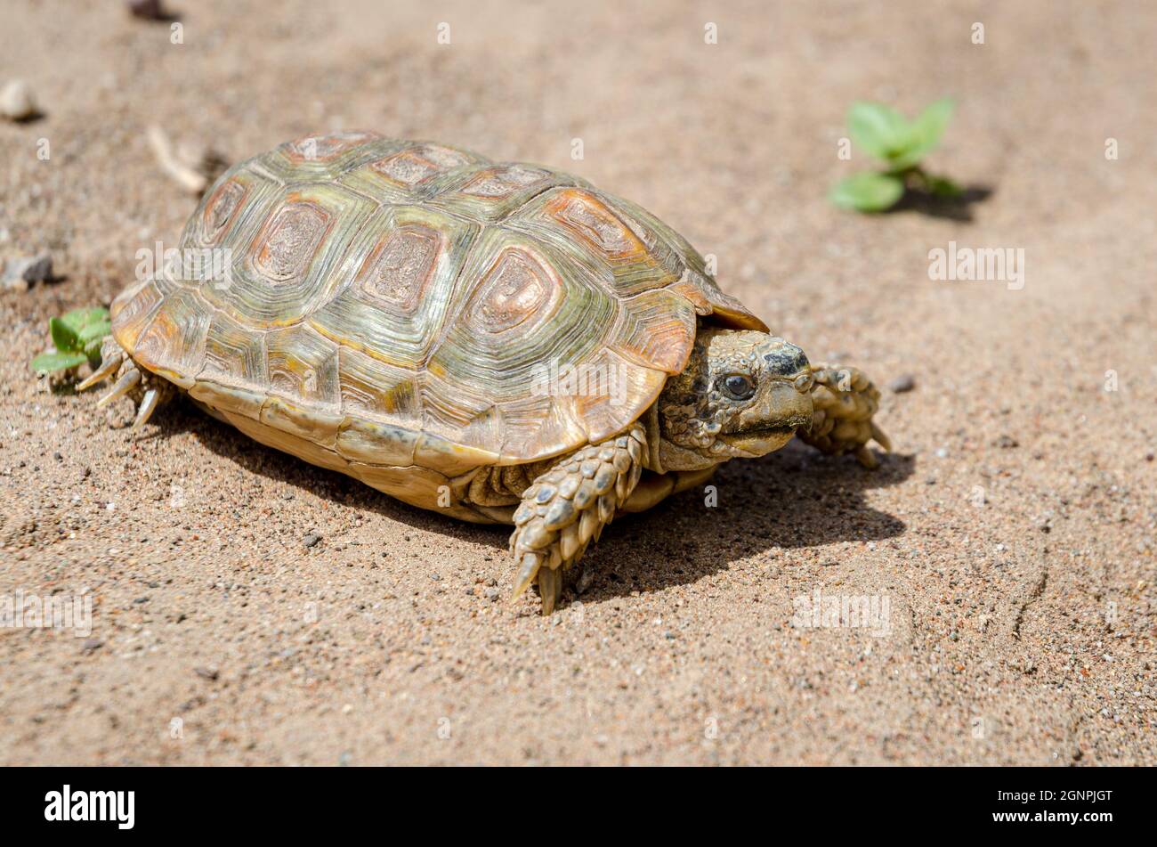 Africa tortoise hi-res stock photography and images - Alamy