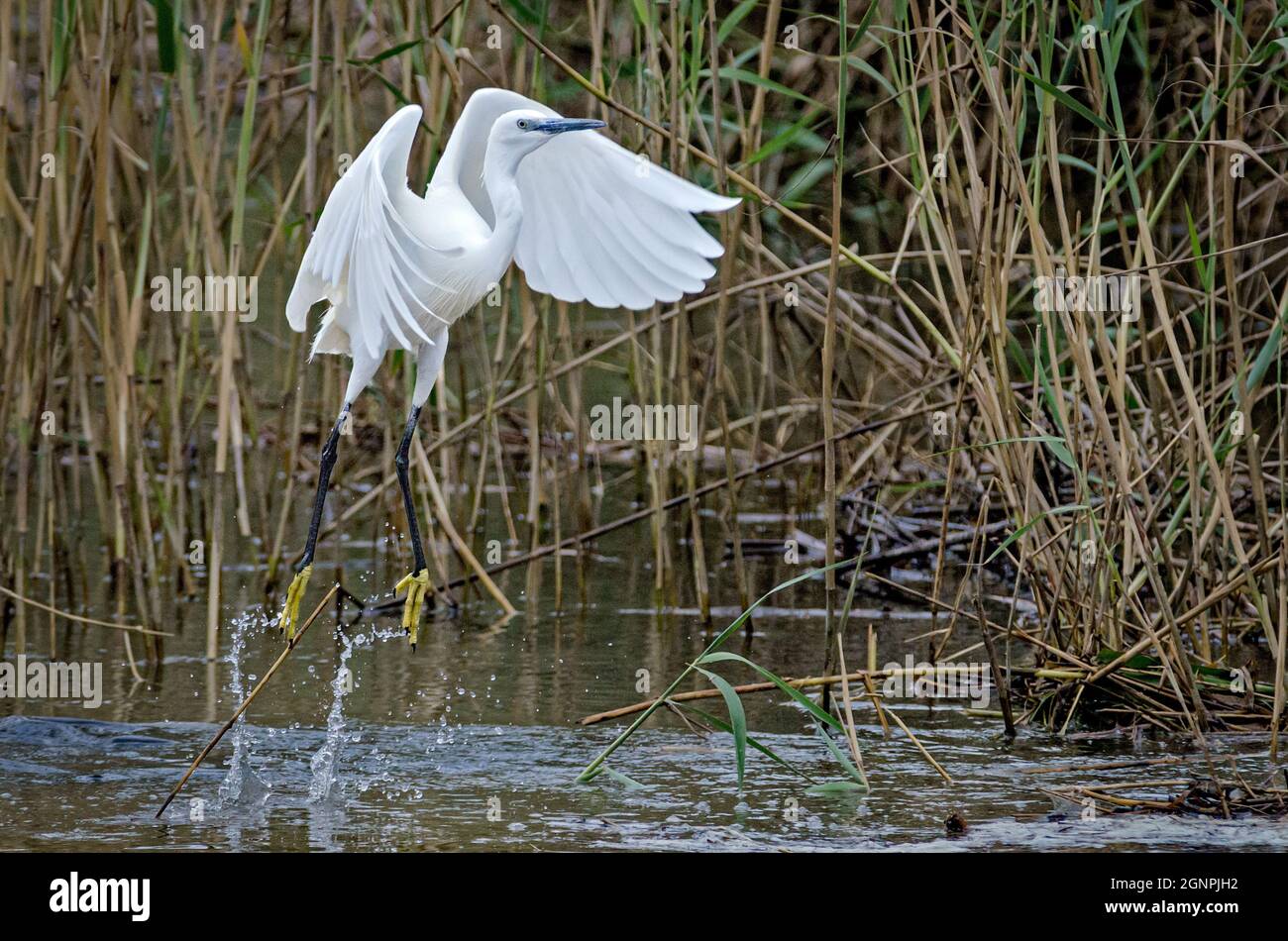 Little Egret (Egretta garzetta), Soutvlei, Port Alfred, South Africa ...