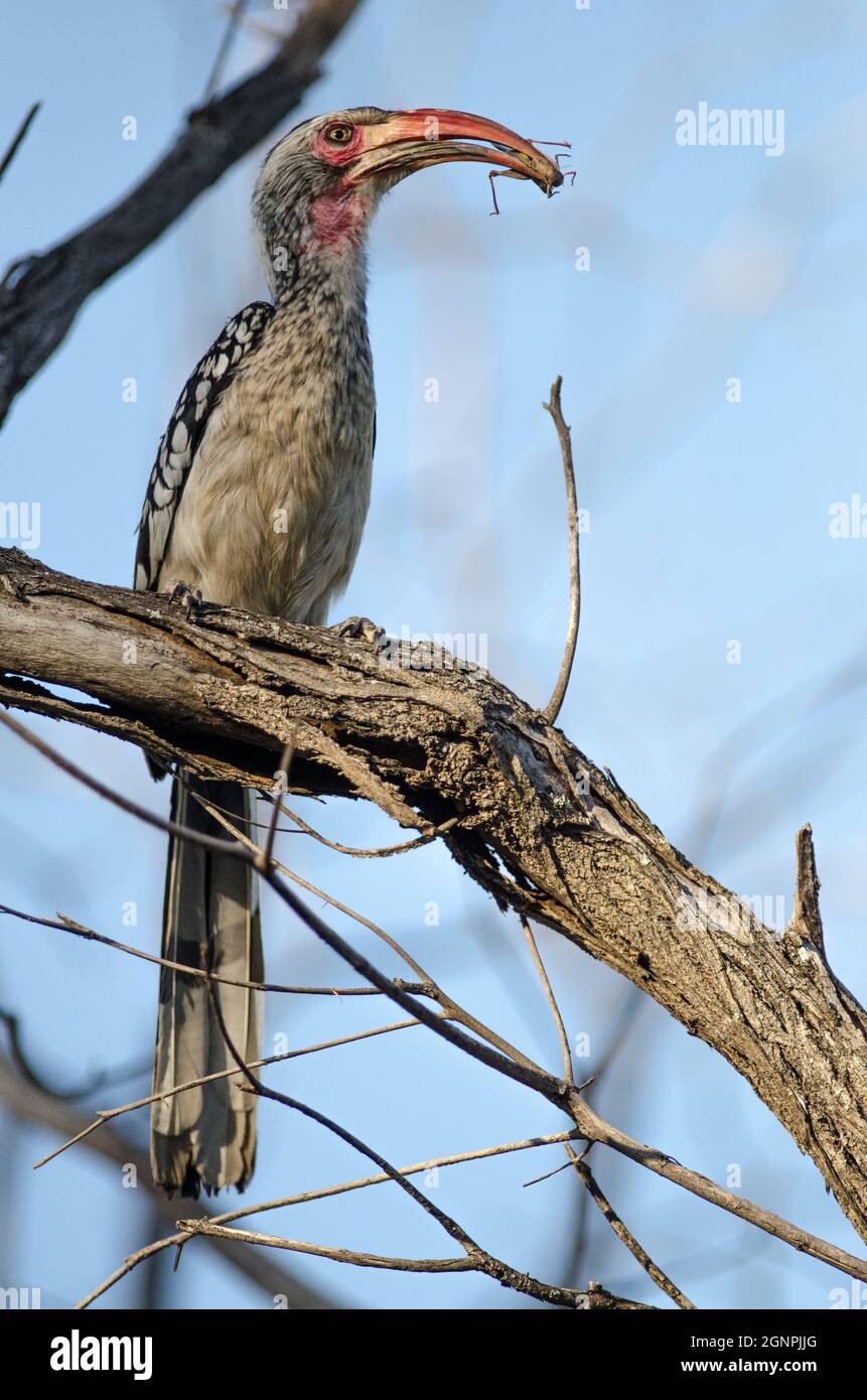 Southern Red-billed Hornbill, Tockus rufirostris, Leeupoort, Limpopo ...