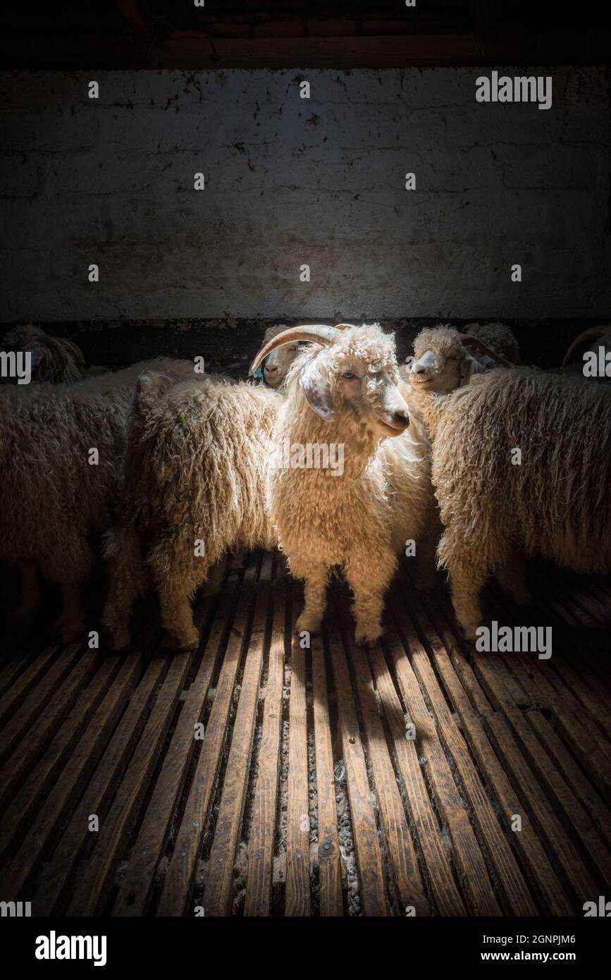 Shearing shed africa hi-res stock photography and images - Alamy