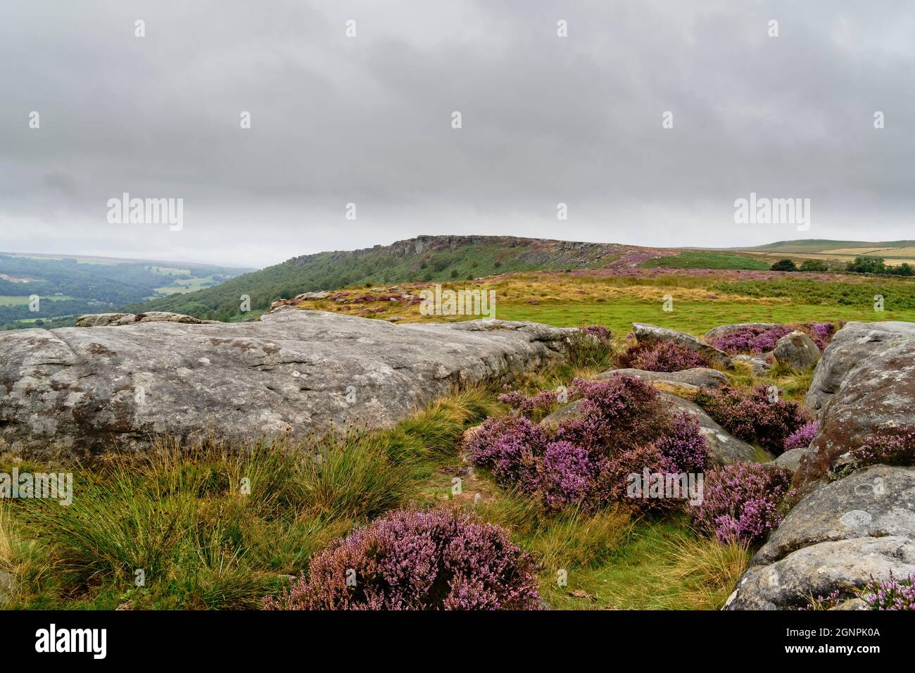 Grey, overcast, damp summer morning among the purple heather and ...