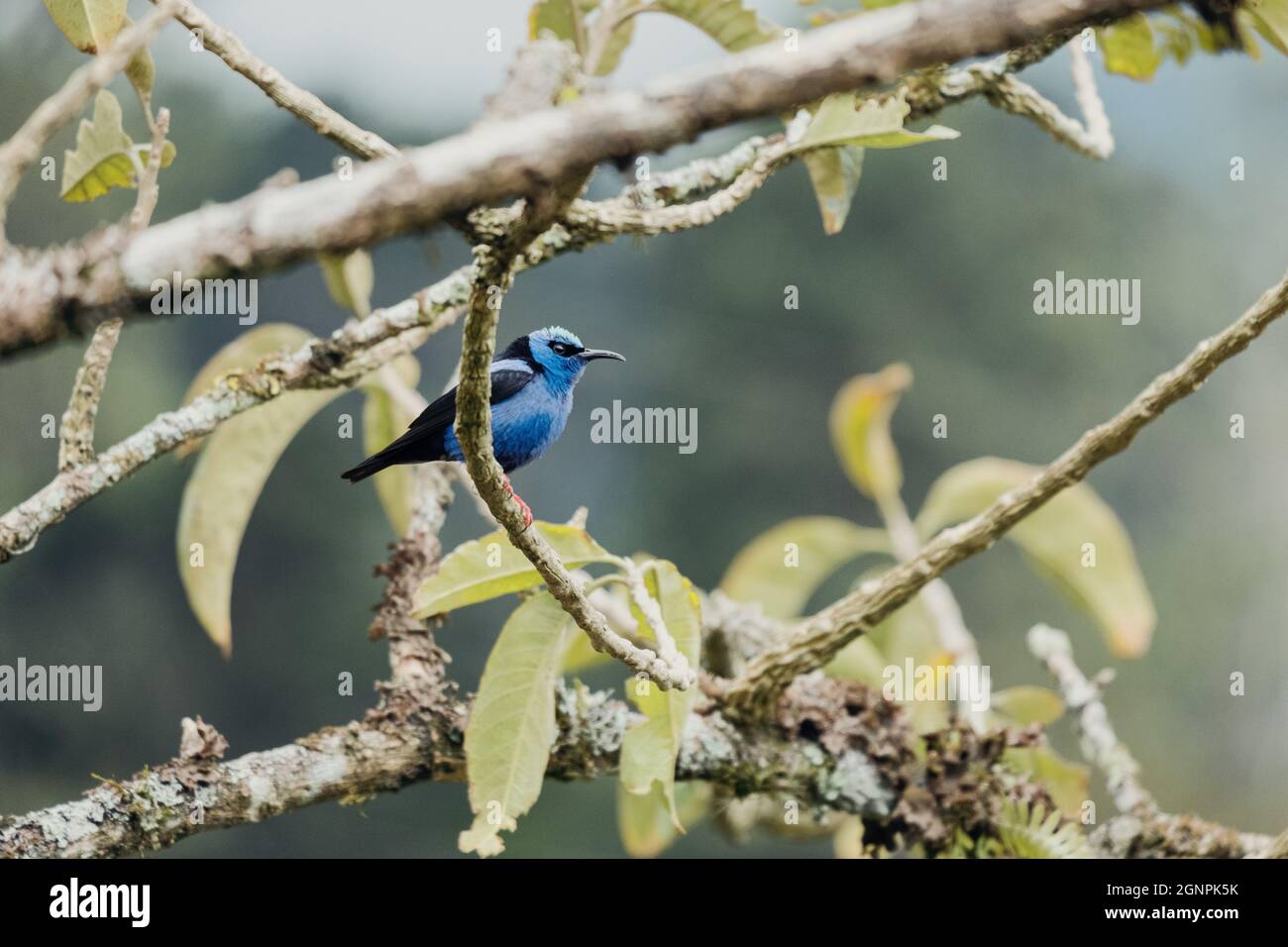 Bird in a tree Stock Photo - Alamy