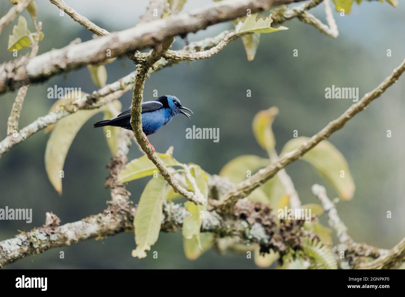 Bird in a tree Stock Photo - Alamy