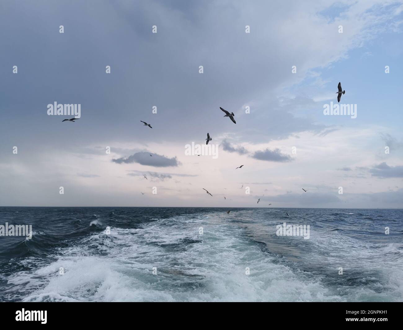 Waves from the back of the ship towards sea with the seaguls flying in ...