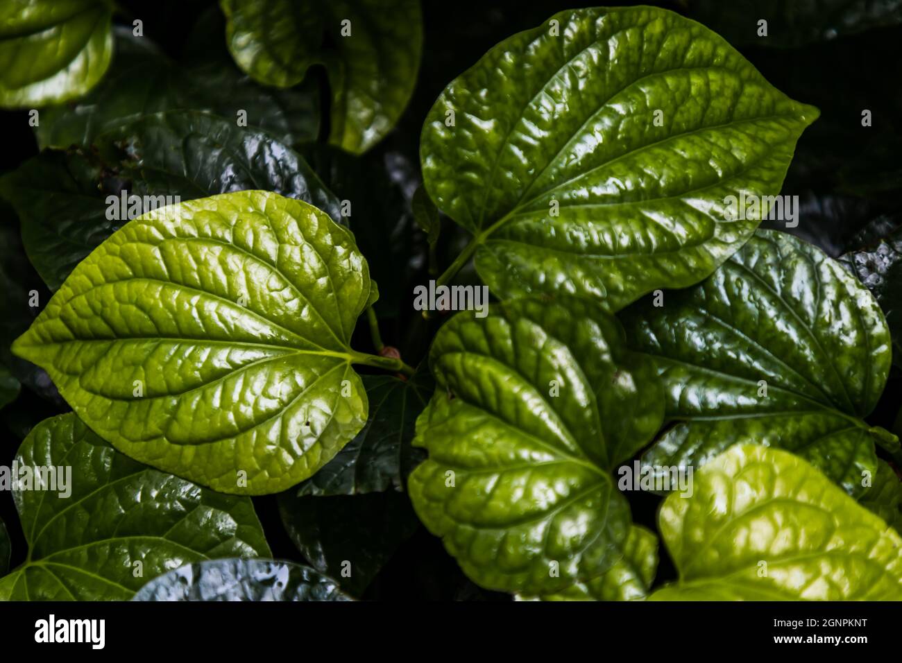 Betel leaves piper sarmentosum hi-res stock photography and images - Alamy