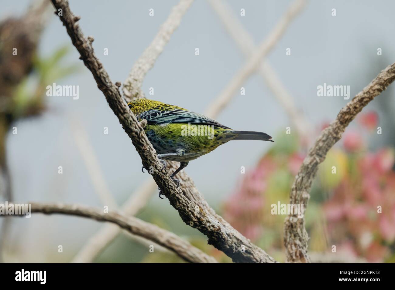 Bird in a tree Stock Photo - Alamy