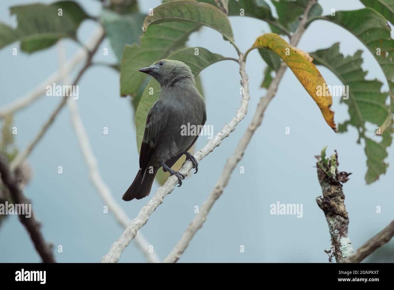 Bird in a tree Stock Photo - Alamy
