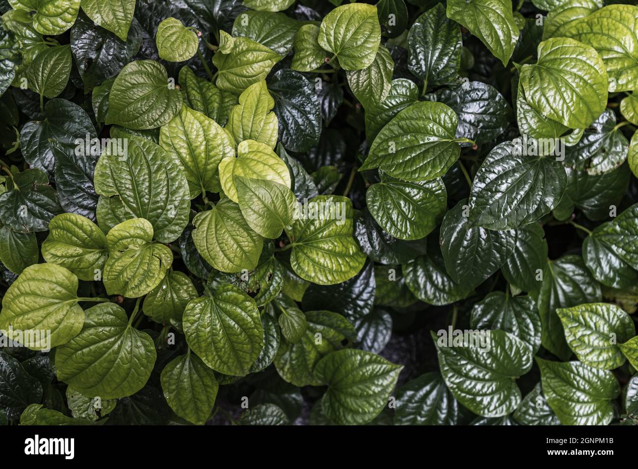 Fresh new green heart shaped leaves of Wild betel leaf bush or Piper ...