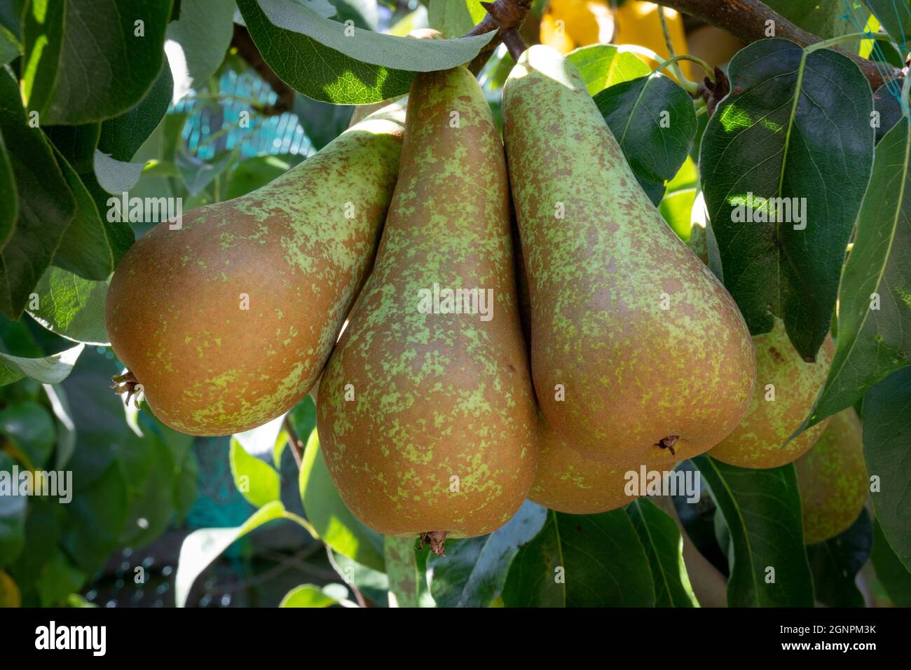 Conference pear tree hi-res stock photography and images - Alamy