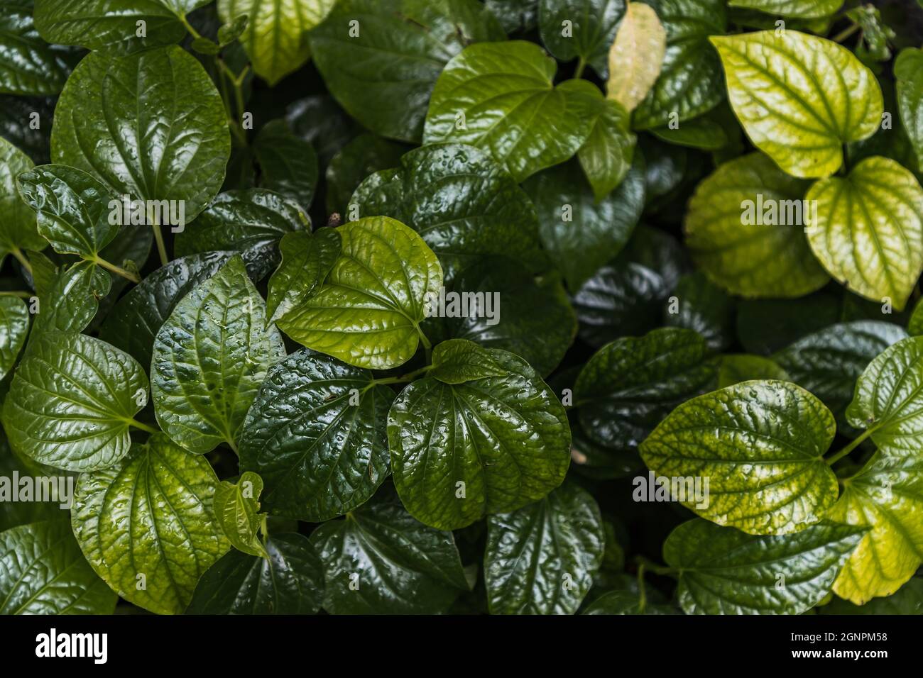Fresh new green heart shaped leaves of Wild betel leaf bush or Piper ...