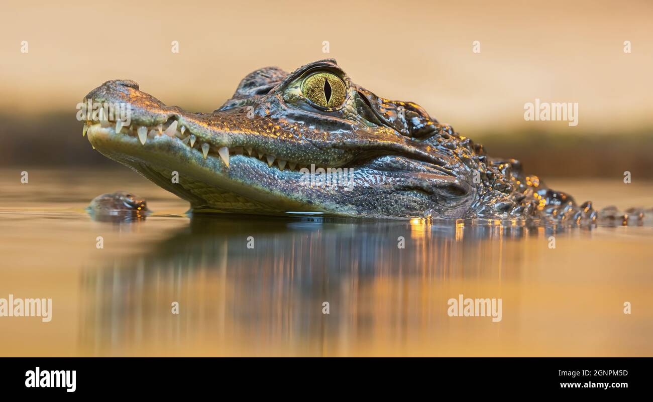 Caiman hi-res stock photography and images - Alamy