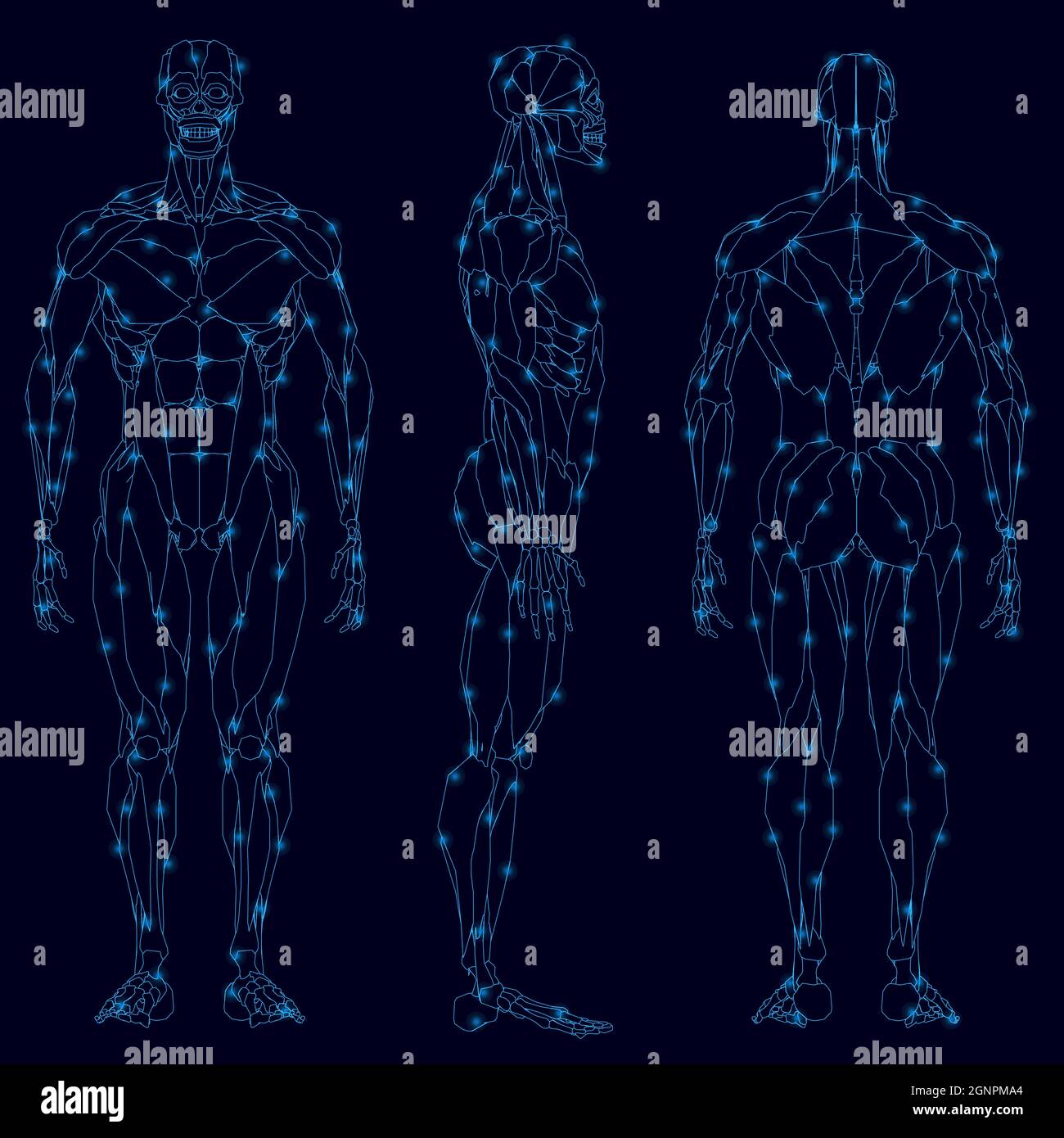 Set with the contours of the muscular structure of a person from blue ...