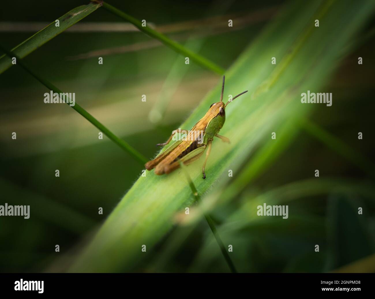 Grasshopper back hi-res stock photography and images - Alamy