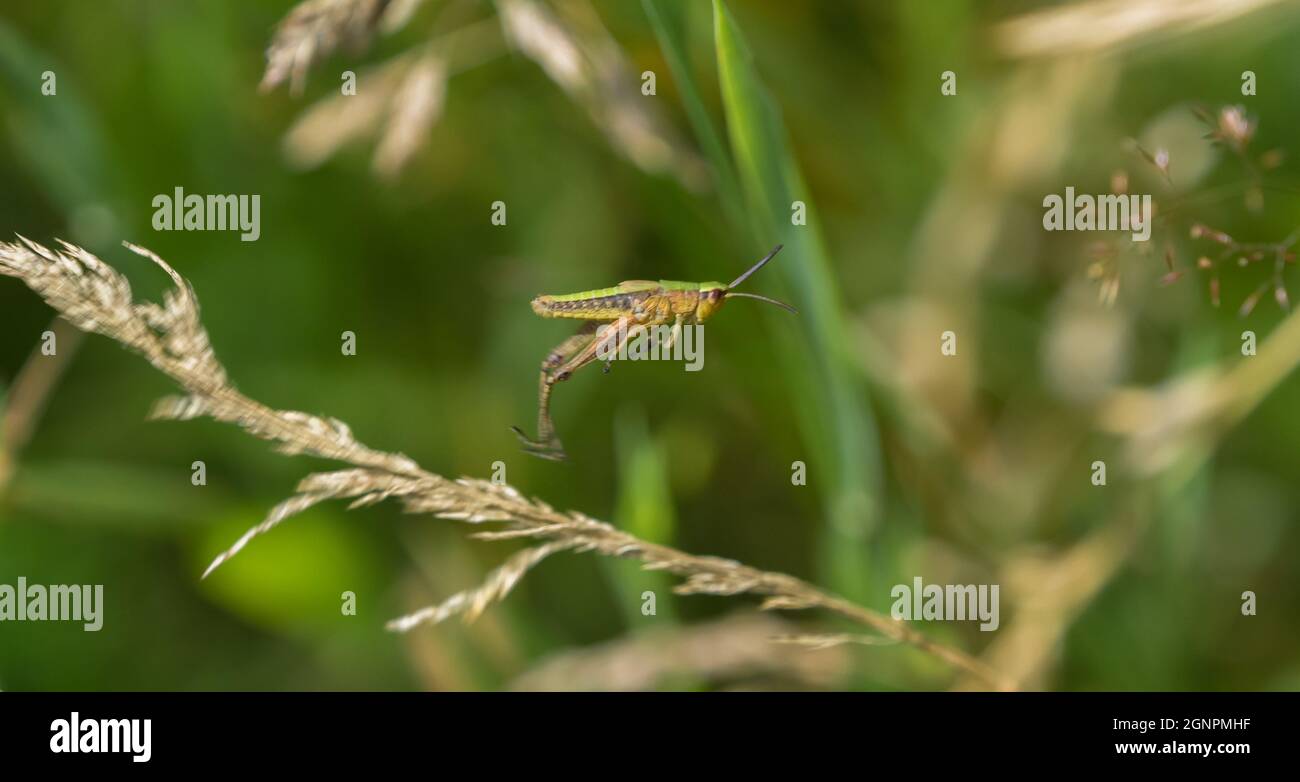 Closeup of the grasshopper jumping on the plant Stock Photo - Alamy