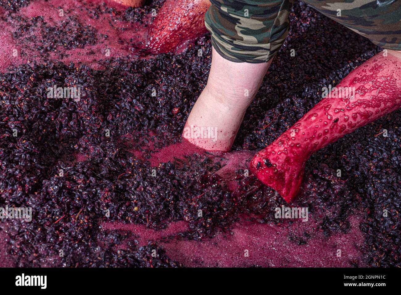 Farmer treading grapes in the traditional way for the fermentation of ...