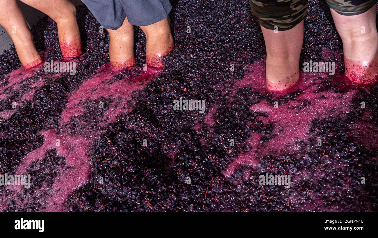 Farmers treading the grapes in the traditional way for the fermentation ...
