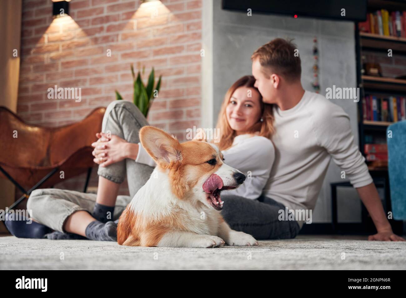 Male and female corgi hi-res stock photography and images - Alamy