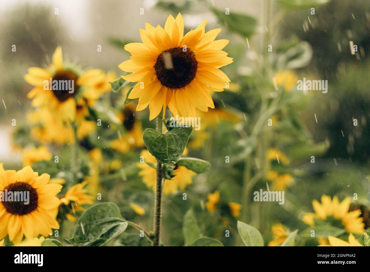 Blooming sunflowers in the summer rain. Concept naturecore and ...