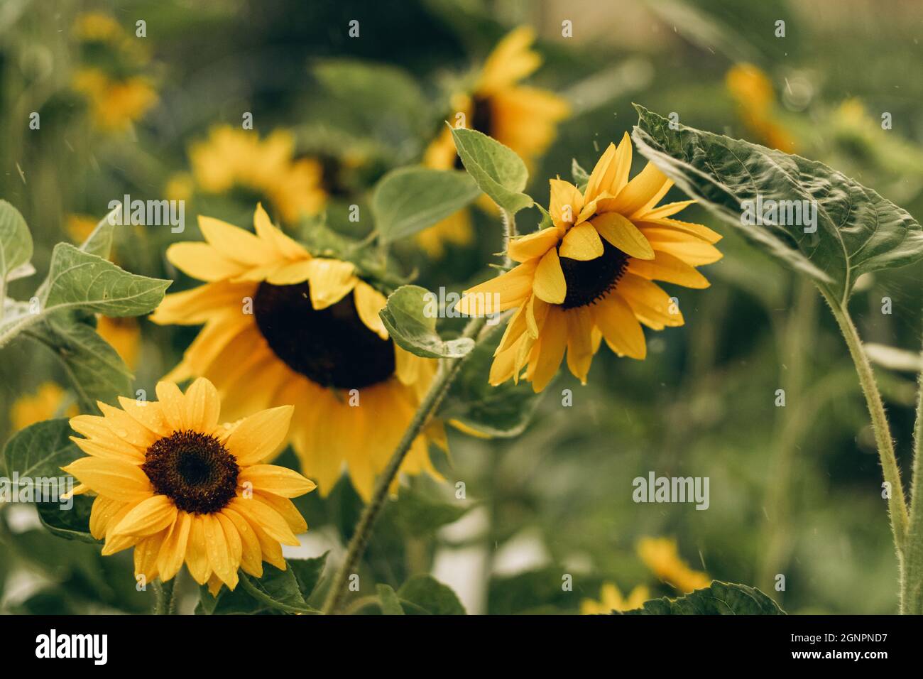 Blooming sunflowers in the summer rain. Concept naturecore and ...