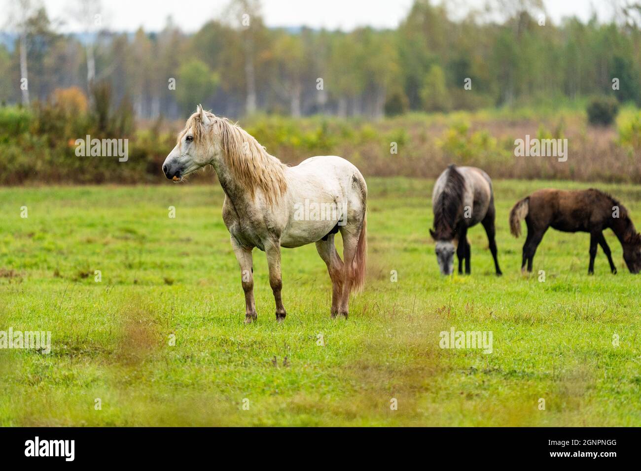 Wite horse hi-res stock photography and images - Alamy