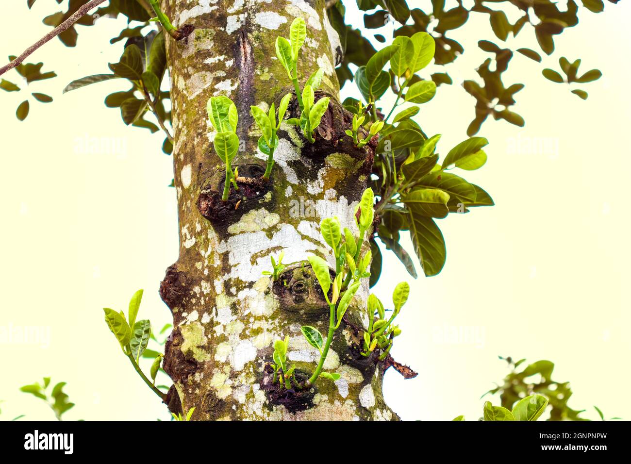 jackfruit tree with small fruit on farm for harvest Stock Photo - Alamy