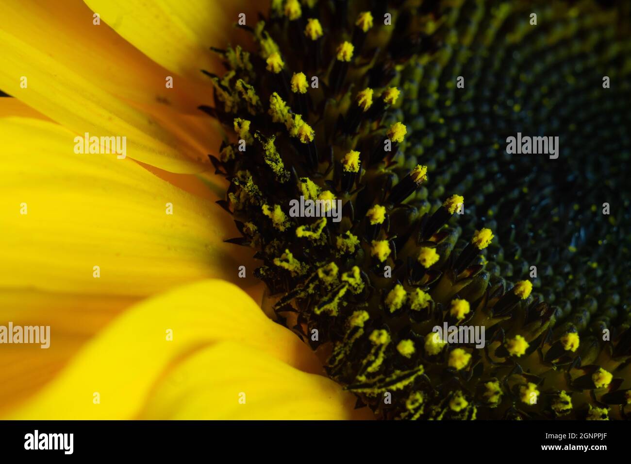 Closeup of a sunflower Stock Photo - Alamy