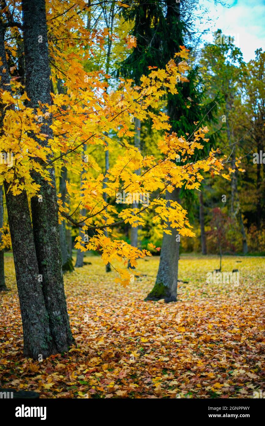 Landscape of an autumn maple tree Stock Photo - Alamy