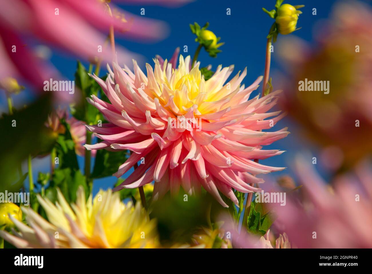 Clearview Jonas dahlia, Swan Island Dahlias, Canby, Oregon Stock Photo ...