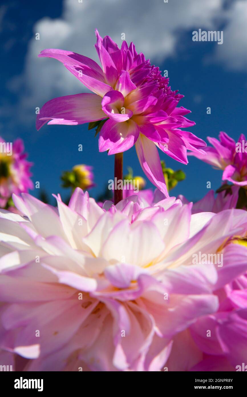 Mikayla Miranda dahlia, Swan Island Dahlias, Canby, Oregon Stock Photo ...