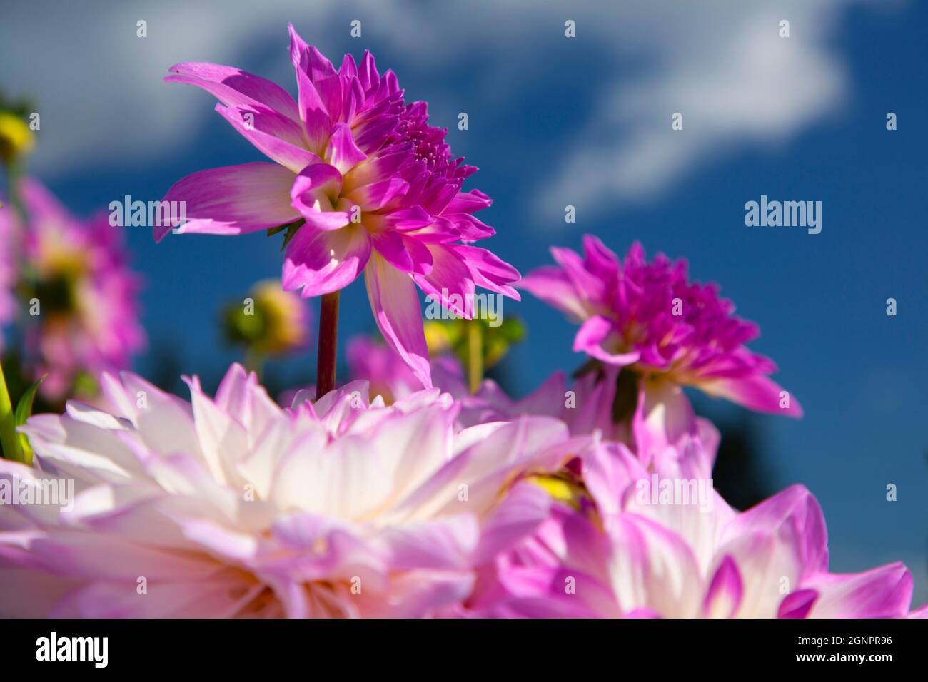 Mikayla Miranda dahlia, Swan Island Dahlias, Canby, Oregon Stock Photo ...