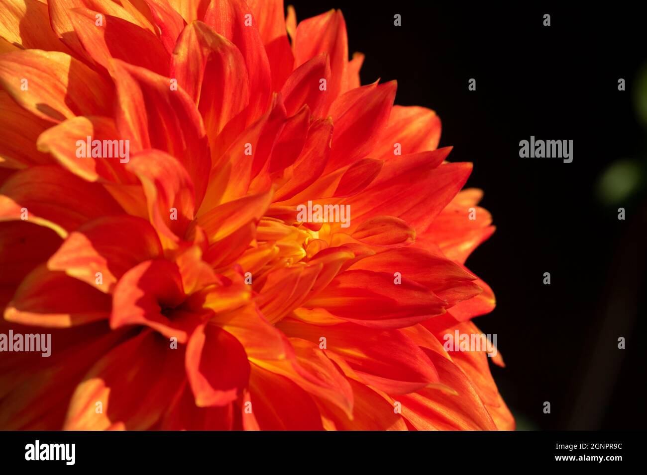 Neon Splendor dahlia, Swan Island Dahlias, Canby, Oregon Stock Photo ...