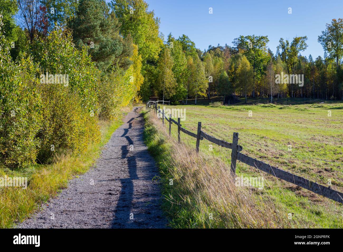 Rural road. Autumn, field, forest, colours Stock Photo - Alamy