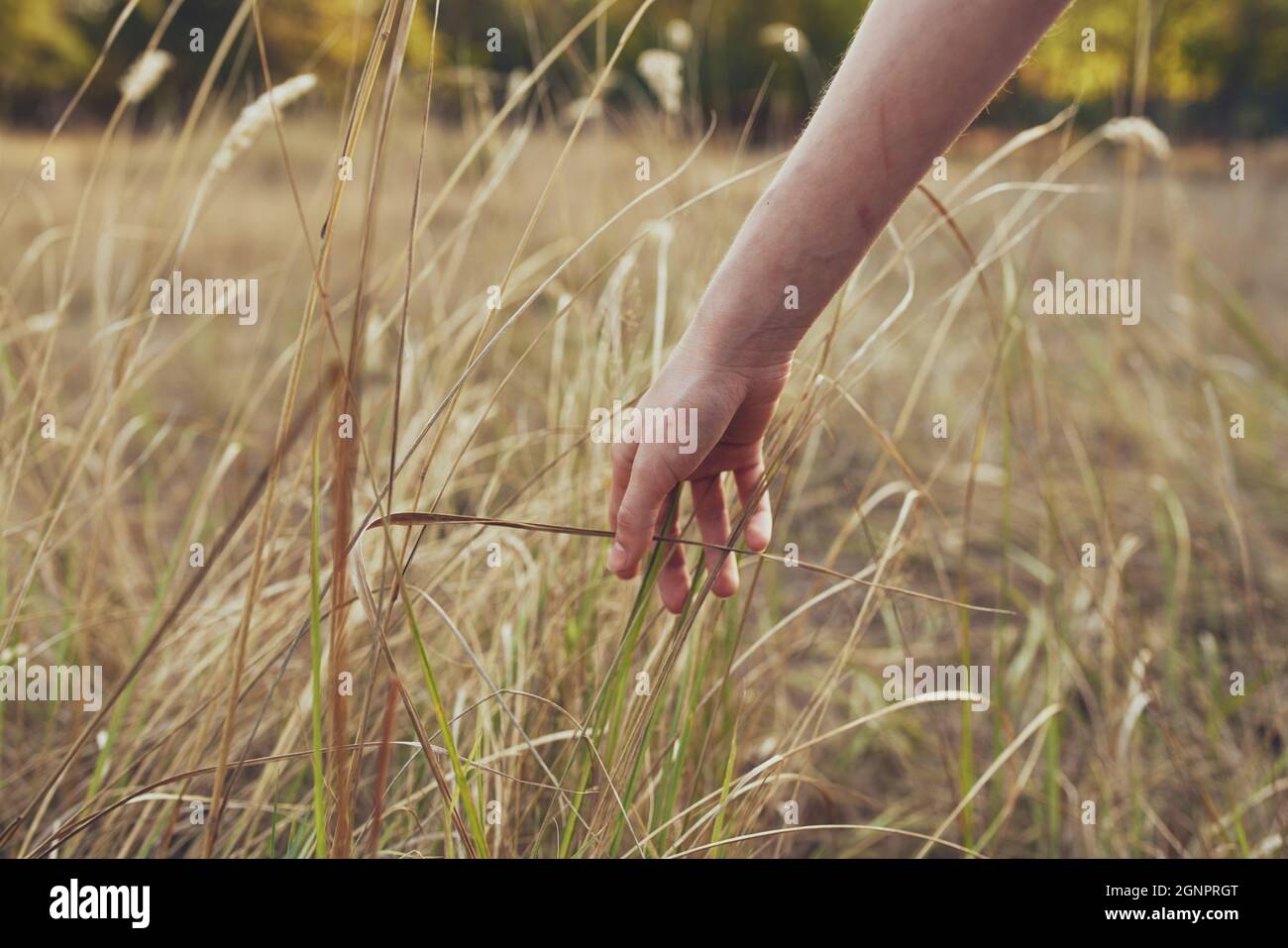 female hand plant fields nature grass Stock Photo - Alamy