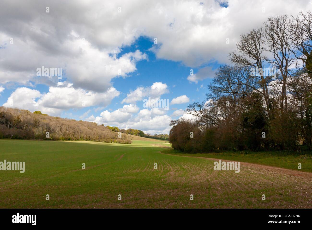 A large field of Spring wheat, with Battines Hill Wood and Apple Down ...