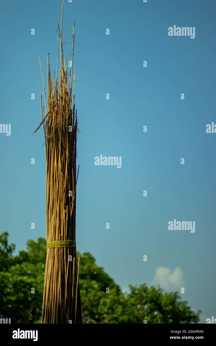 Jute stick as a primary substitute for diesel wood. Moreover, Jute ...