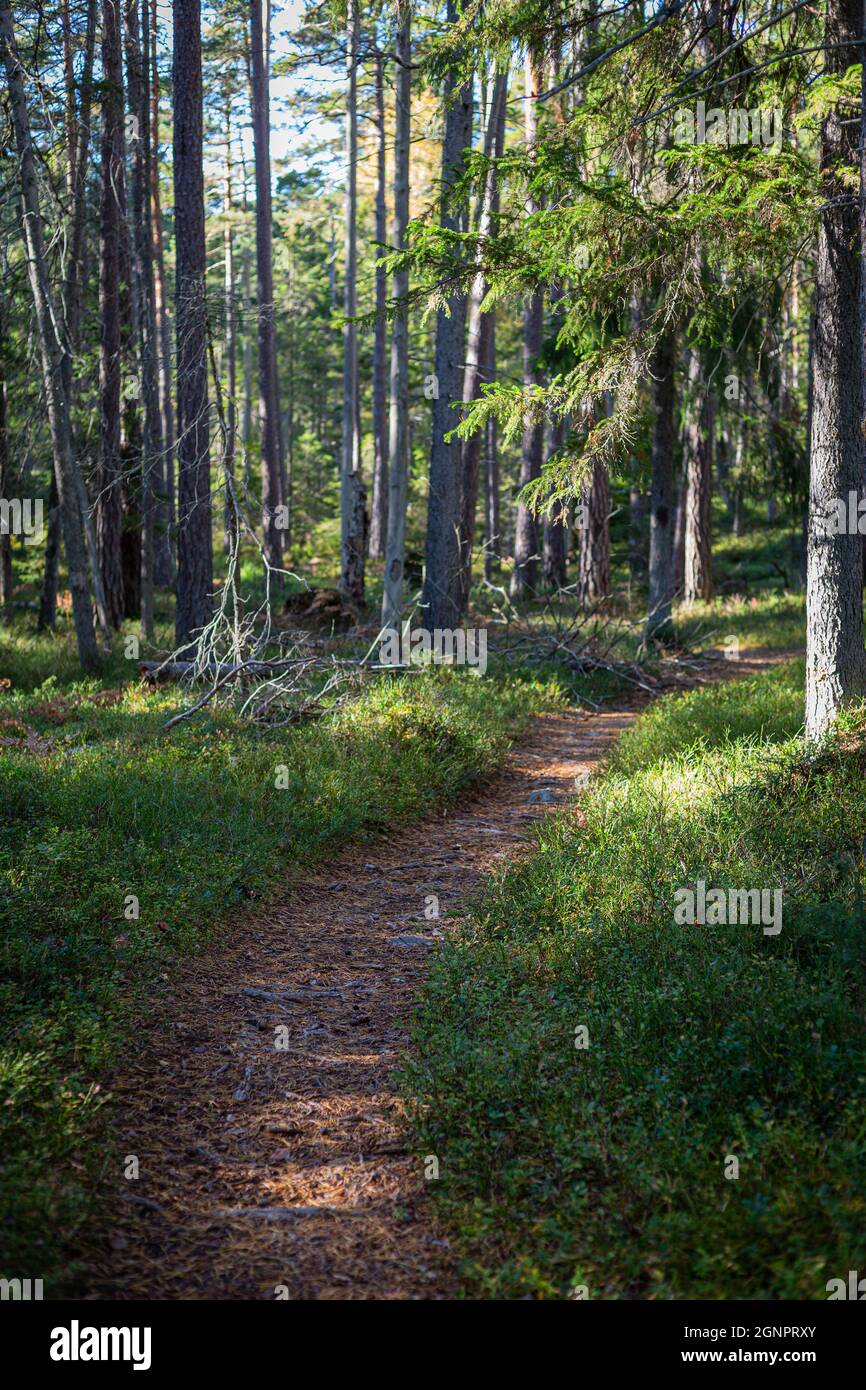 Autumn, forest, colours Stock Photo - Alamy