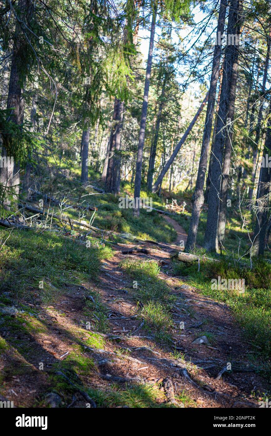 Autumn, forest, colours Stock Photo - Alamy