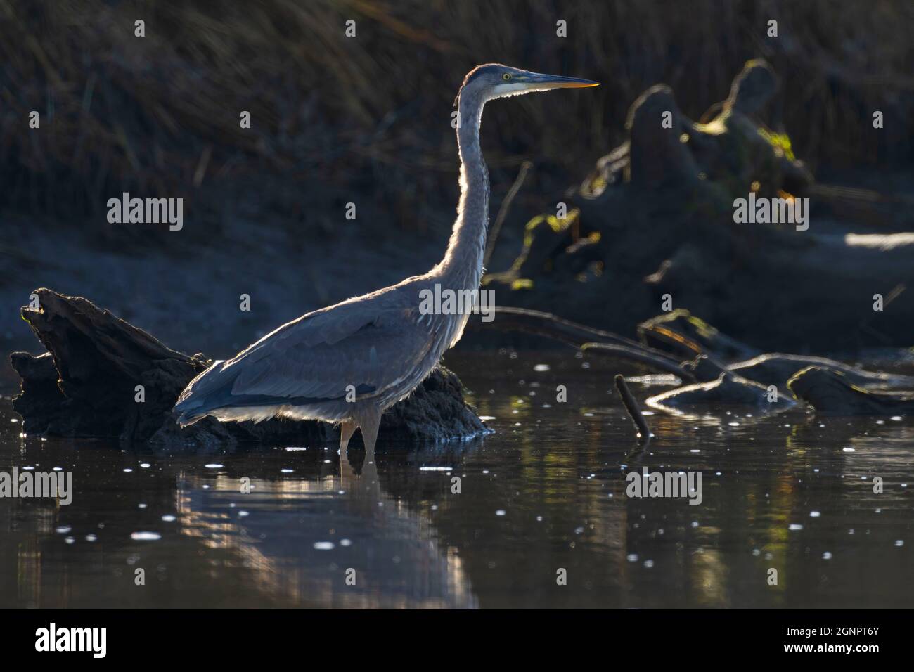 Great blue heron (Ardea herodias) at Salmon River estuary, Knight Park ...