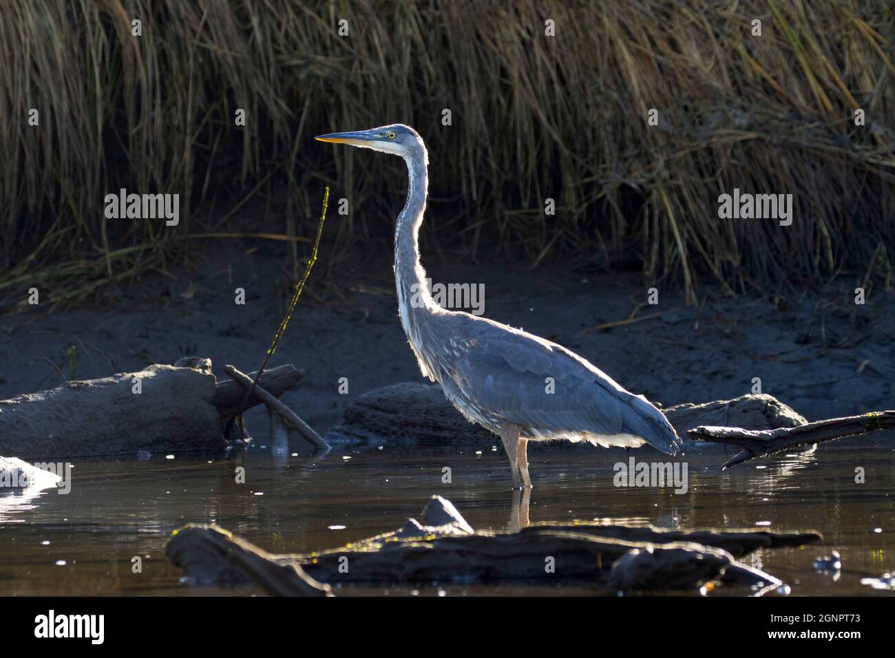 Great blue heron (Ardea herodias) at Salmon River estuary, Knight Park ...