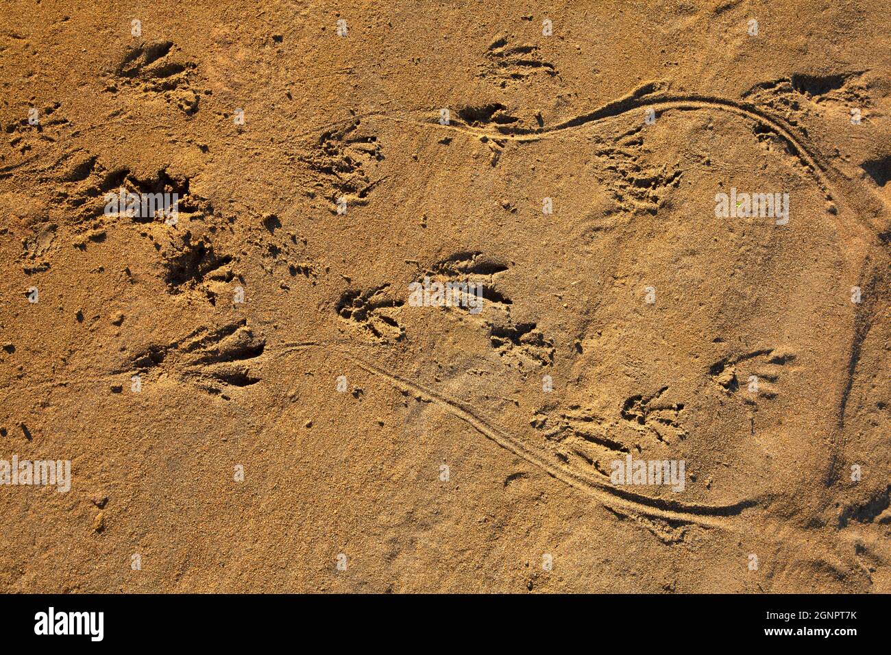 Otter tracks in Salmon River estuary, Knight Park, Lincoln County ...