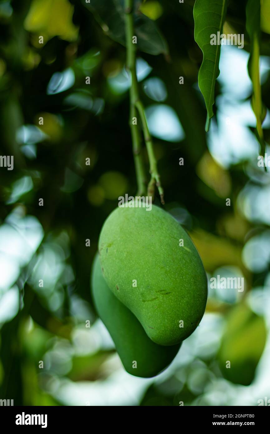 Mango is an excellent source of immunity booster nutrients such as ...