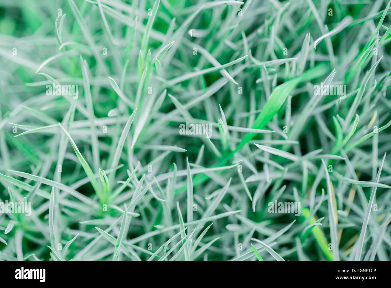 background, texture of green shoots ground cover flowers close-up Stock ...
