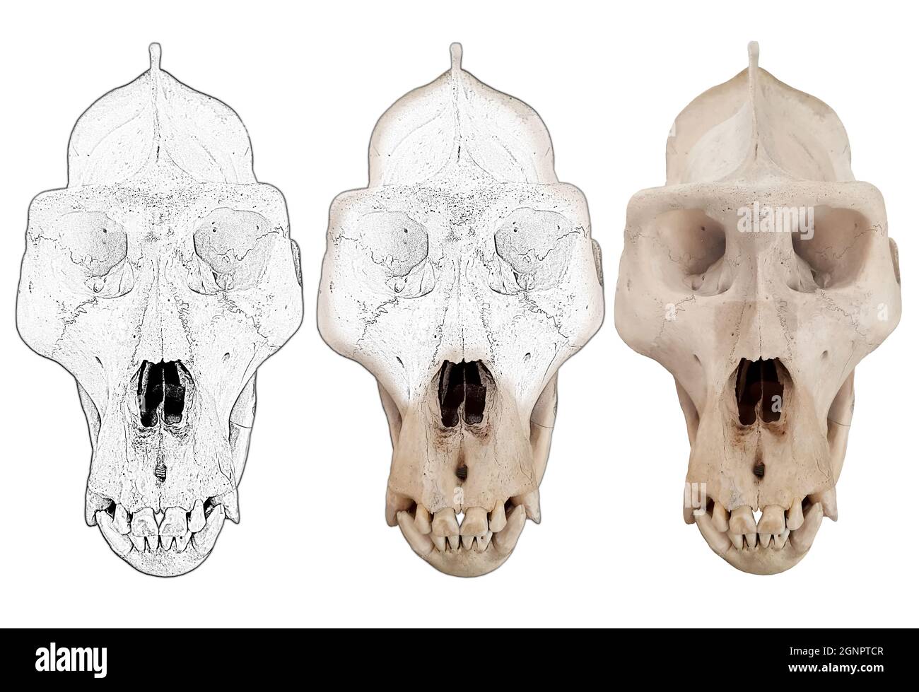 Silverback Gorilla Skull