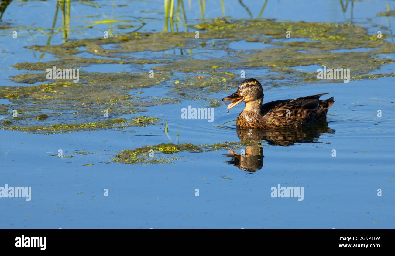 Mallard hen, Talking Water Gardens, Albany, Oregon Stock Photo - Alamy