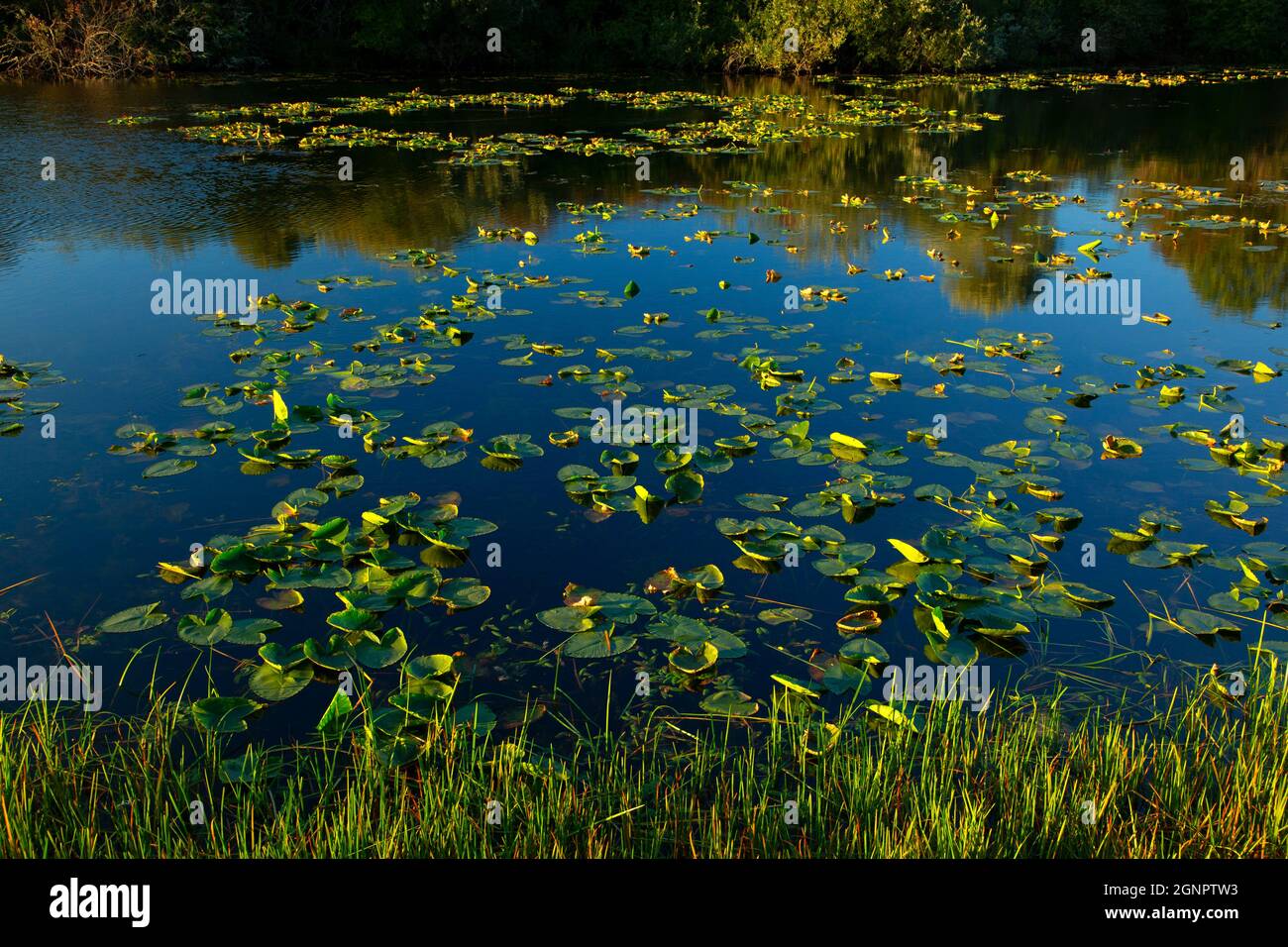 Cheadle Lake from North Shore Trail, Cheadle Lake Park, Lebanon, Oregon ...